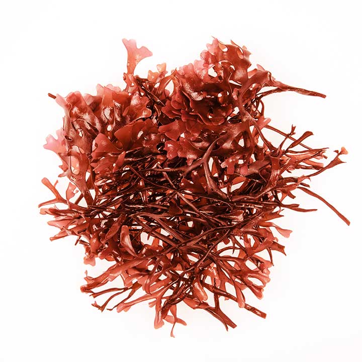 Carrageenan TETCO Engineering And Services Ltd Carrageenan TETCO Engineering And Services Ltd
